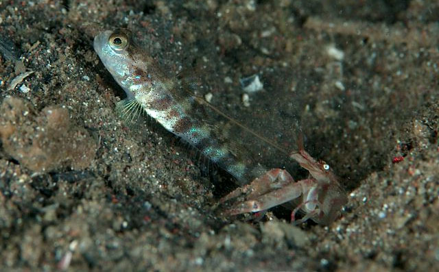 실망둑(Filamentous shrimpgoby). Myersina filifer