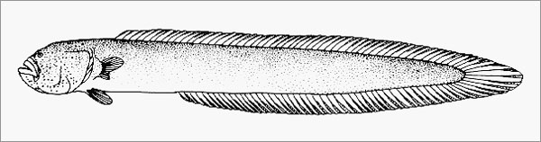 빨갱이(Comb goby). Paratrypauchen microcephalus