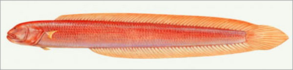 빨갱이(Comb goby). Paratrypauchen microcephalus