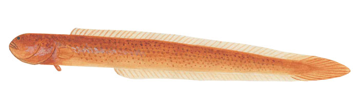 빨갱이(Comb goby). Paratrypauchen microcephalus