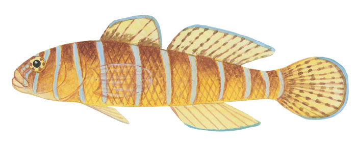 밴디드 리프 고비(Banded reef goby). Priolepis cincta