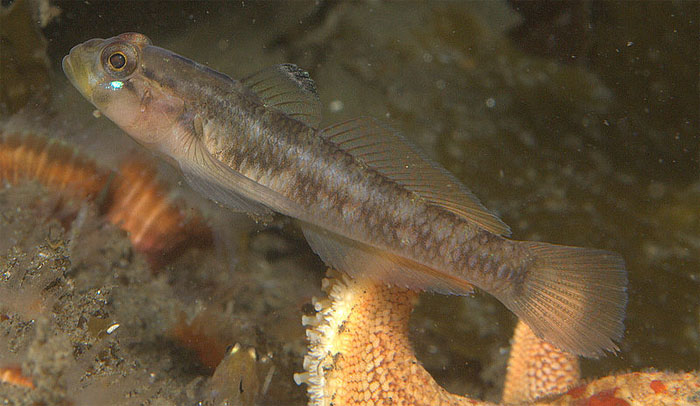 블랙아이 고비(Blackeye goby). Rhinogobiops nicholsii