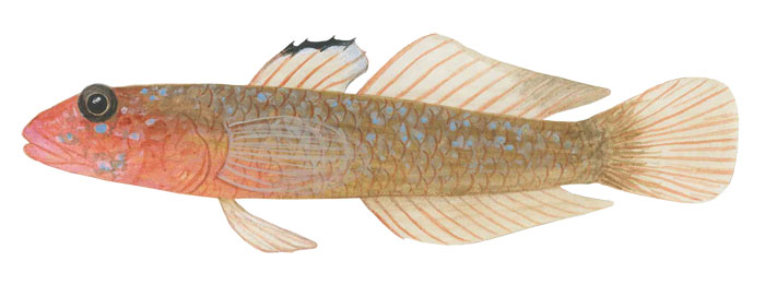 블랙아이 고비(Blackeye goby). Rhinogobiops nicholsii