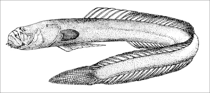 꽃개소겡(Bearded worm goby). Taenioides cirratus
