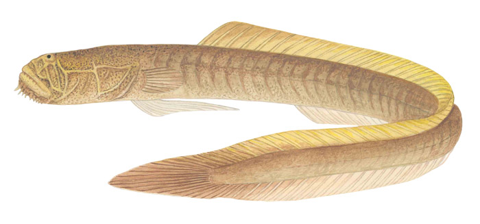 꽃개소겡(Bearded worm goby). Taenioides cirratus