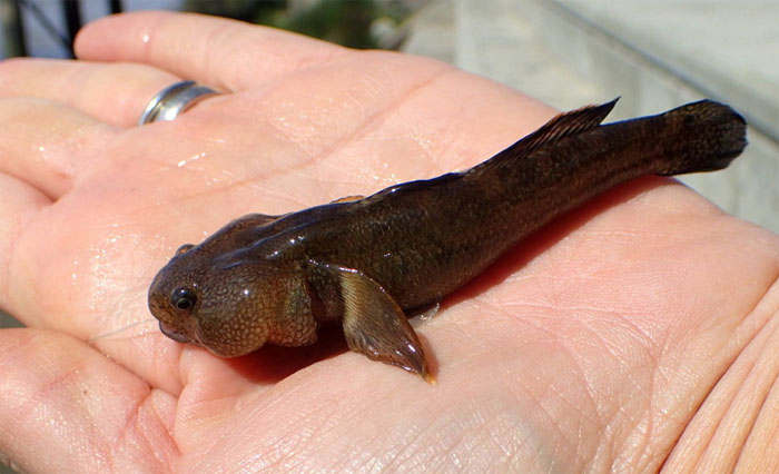 민물두줄망둑(Shimofuri goby). Tridentiger bifasciatus