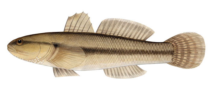 민물두줄망둑(Shimofuri goby). Tridentiger bifasciatus