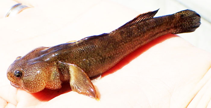 민물두줄망둑(Shimofuri goby). Tridentiger bifasciatus