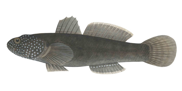 민물두줄망둑(Shimofuri goby). Tridentiger bifasciatus