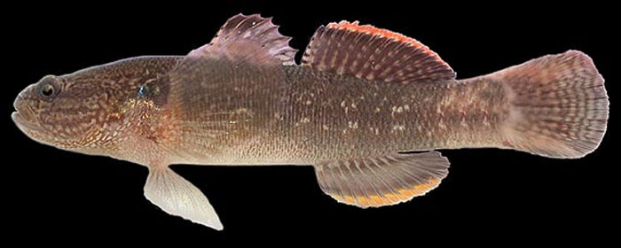 민물두줄망둑(Shimofuri goby). Tridentiger bifasciatus