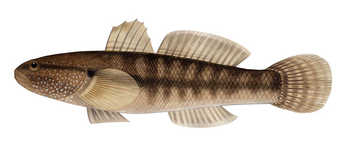 민물두줄망둑(Shimofuri goby). Tridentiger bifasciatus