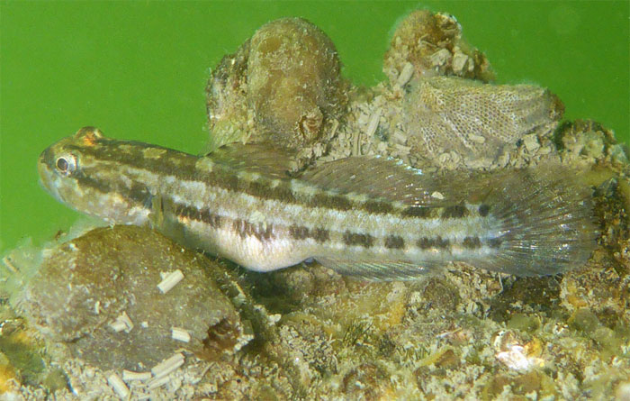 민물두줄망둑(Shimofuri goby). Tridentiger bifasciatus