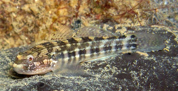 두줄망둑(Chameleon goby). Tridentiger trigonocephalus