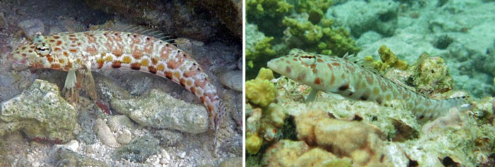 스폿티드 샌드퍼치(Spotted sandperch). Parapercis millepunctata(Günther, 1860)