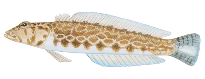 스폿티드 샌드퍼치(Spotted sandperch). Parapercis millepunctata(Günther, 1860)