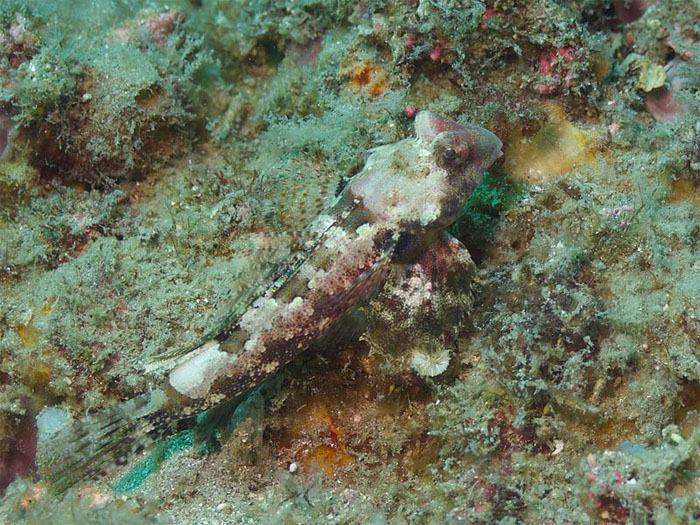 모리슨 드라고넷(Morrison's dragonet). Synchiropus morrisoni(Schultz, 1960)
