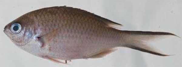 브라운 크로미스(Brown chromis). Chromis multilineata(Guichenot, 1853)