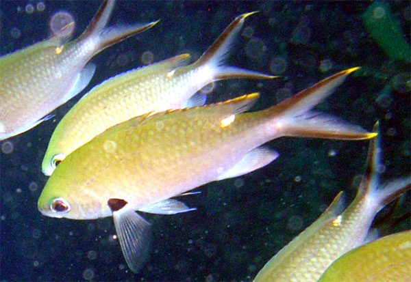 브라운 크로미스(Brown chromis). Chromis multilineata(Guichenot, 1853)