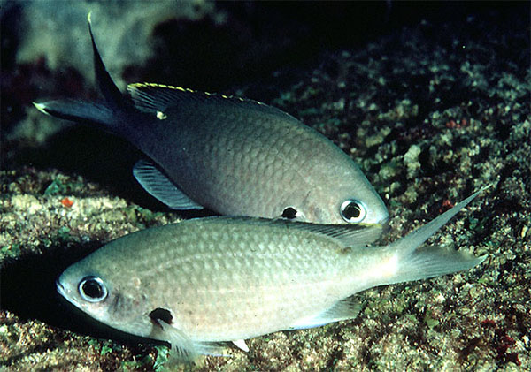 브라운 크로미스(Brown chromis). Chromis multilineata(Guichenot, 1853)
