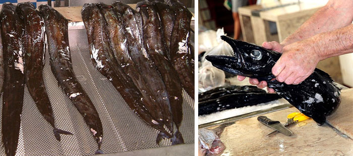 흑갈치(Black scabbardfish). Aphanopus carbo(Lowe, 1839)