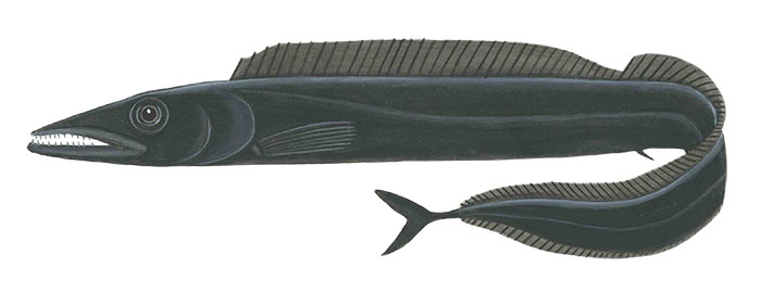흑갈치(Black scabbardfish). Aphanopus carbo(Lowe, 1839)