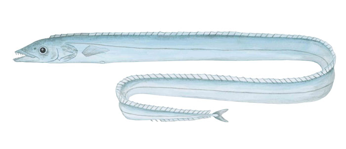 붕동갈치(Razorback scabbardfish). Assurger anzac(Alexander, 1917)