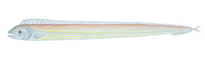 동동갈치(Channel scabbardfish). Evoxymetopon taeniatus(Gill, 1863)