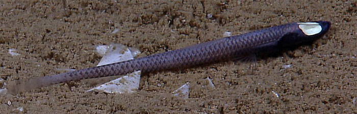 홍메치목 Order Aulopiformes(Grinners).