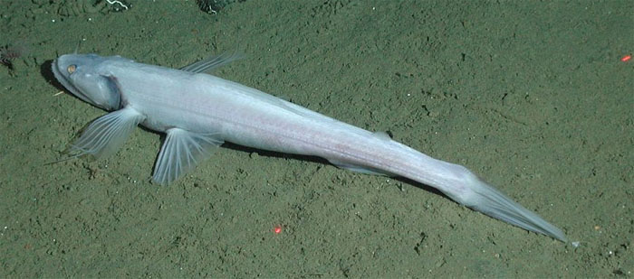 홍메치목 Order Aulopiformes(Grinners).