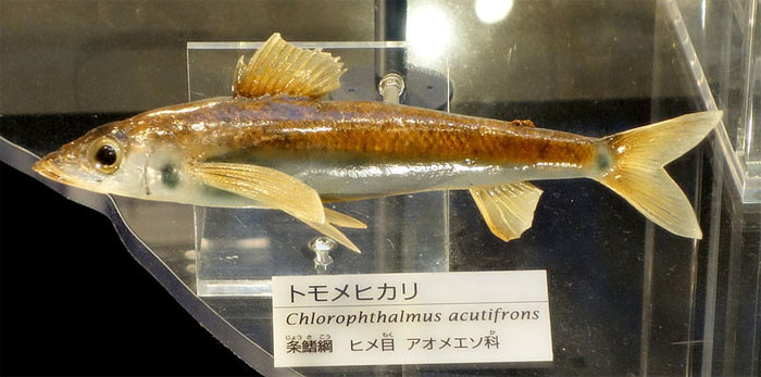 홍메치목 Order Aulopiformes(Grinners).