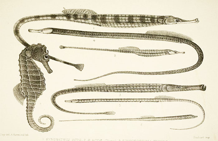 실고기과 Family Syngnathidae(pipefishes and seahorses).
