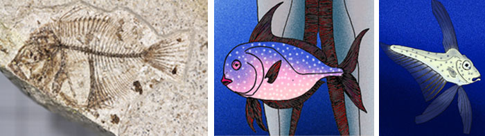 이악어목 Oder Lampriformes(Velifers, tube-eyes and ribbonfishes)