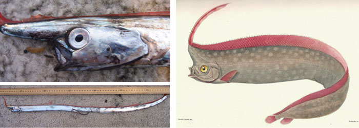 이악어목 Oder Lampriformes(Velifers, tube-eyes and ribbonfishes)