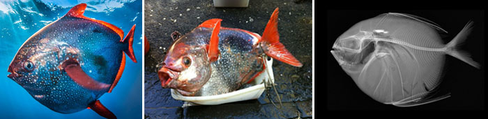 이악어목 Oder Lampriformes(Velifers, tube-eyes and ribbonfishes)