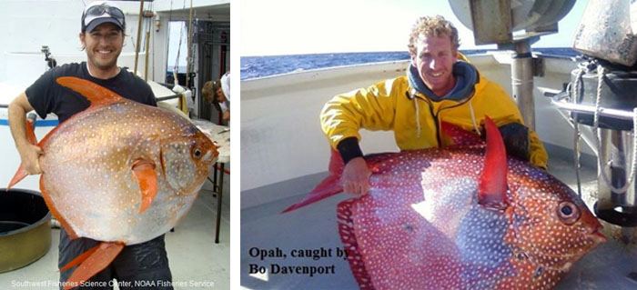 이악어목 Oder Lampriformes(Velifers, tube-eyes and ribbonfishes)