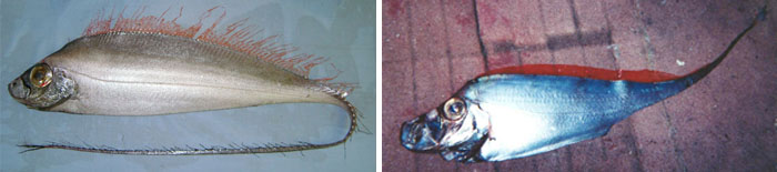 이악어목 Oder Lampriformes(Velifers, tube-eyes and ribbonfishes)