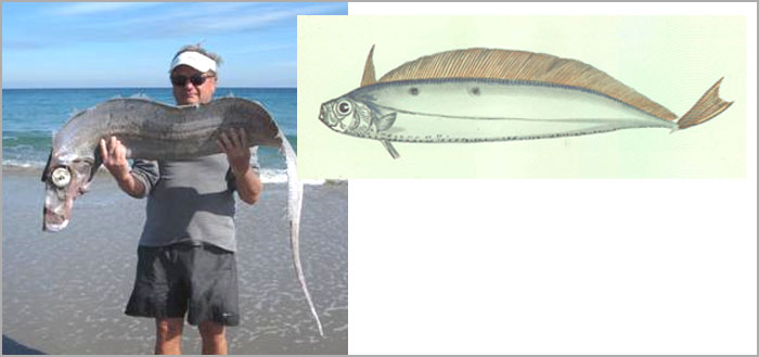 이악어목 Oder Lampriformes(Velifers, tube-eyes and ribbonfishes)