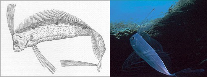 이악어목 Oder Lampriformes(Velifers, tube-eyes and ribbonfishes)