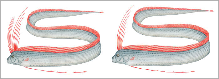 산갈치과 Family Regalecidae(Oarfishes)