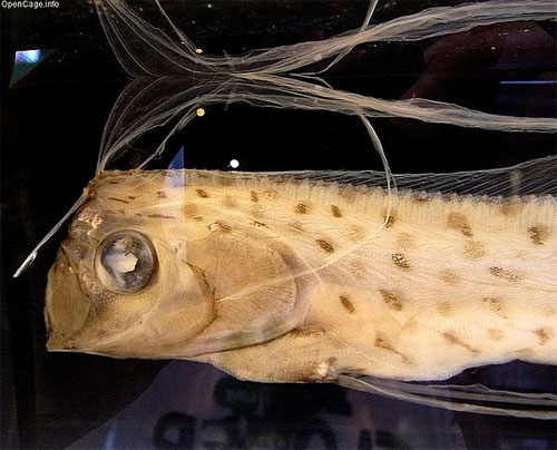 산갈치(Oarfifsh). Regalecus russelii(Cuvier, 1816)