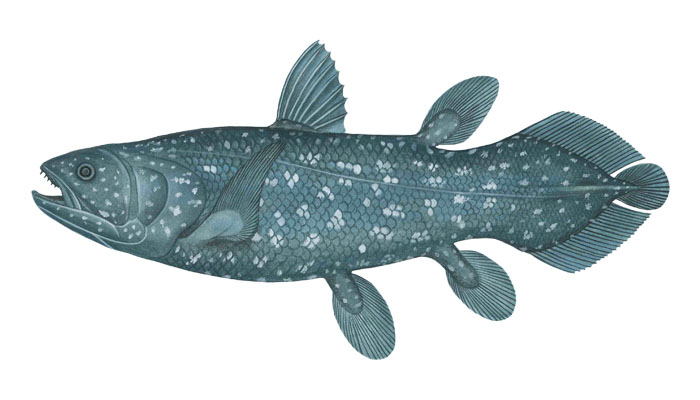 실러캔스(Coelacanth). Latimeria chalumnae(Smith, 1939)