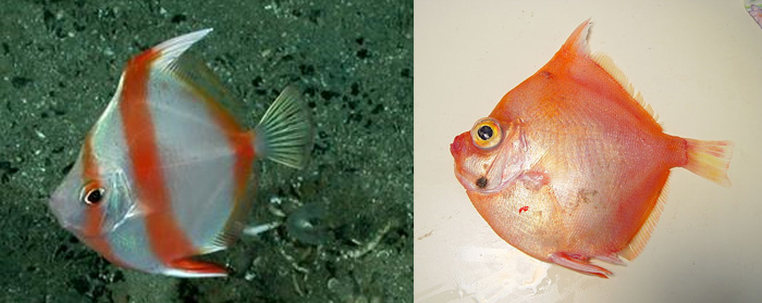 병치돔(Deepbody boarfish). Antigonia capros(Lowe, 1843)