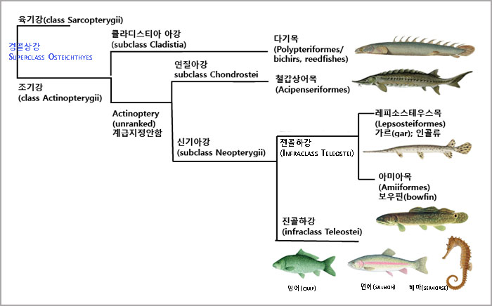 조기강(條鰭綱) Class Actinopterygii.