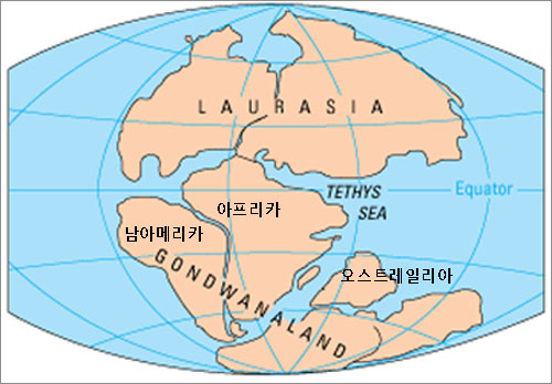 오스트레일리아 폐어목(肺魚目). Order Ceratodontiformes(Australian lungfishes)