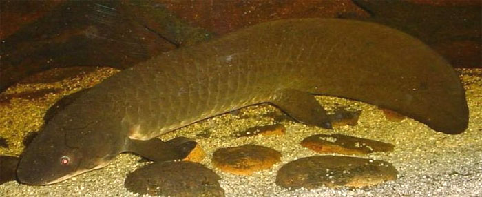 오스트레일리아 폐어(Australian lungfish) 또는 퀸스랜드 폐어(Queensland lungfish)