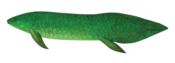 오스트레일리아 폐어(Australian lungfish) 또는 퀸스랜드 폐어(Queensland lungfish)