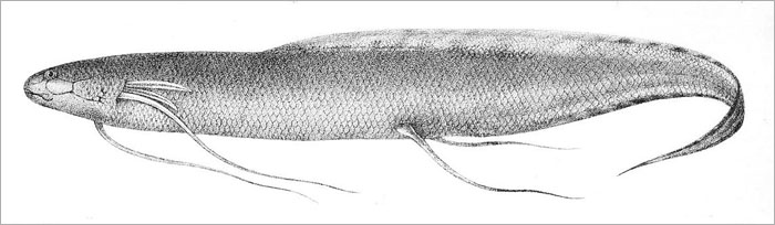 서아프리카 폐어(West African lungfish).