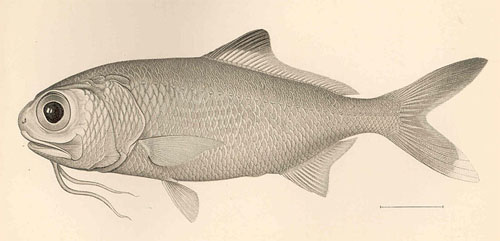 턱수염금눈돔목 Order Polymixiiformes(Beardfishes)