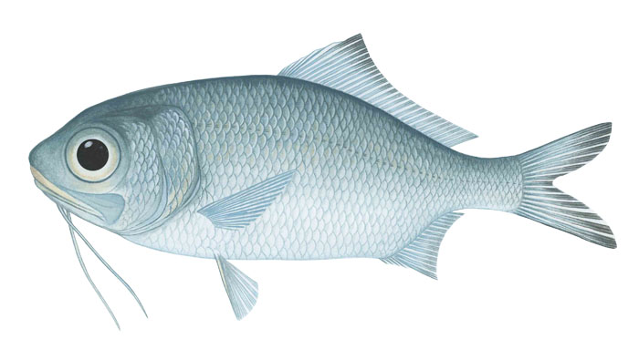 비어드피시(Beardfish). Polymixia lowei(Günther, 1859)