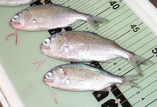 비어드피시(Beardfish). Polymixia lowei(Günther, 1859)